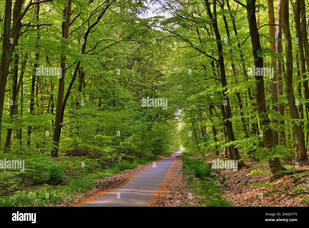 Path through sunny green Forest in Spring, Roedermark, Hessen, Germany ...