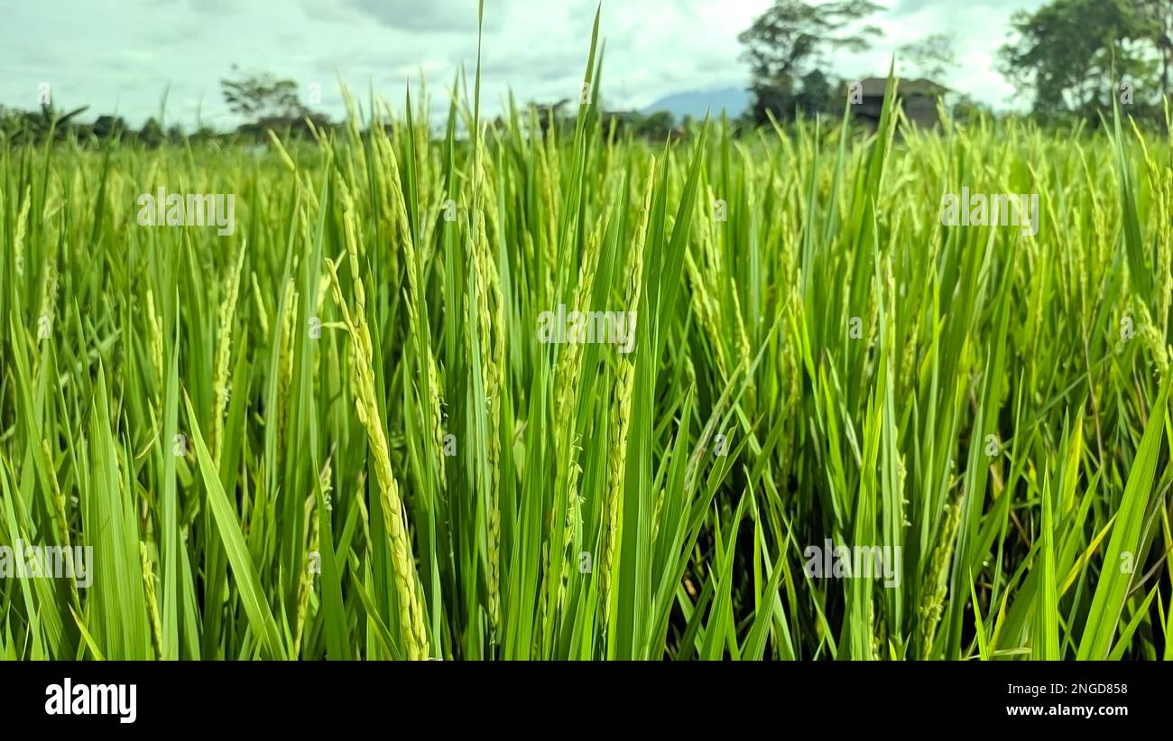 Beautiful rice fields growing up in countryside Stock Photo - Alamy