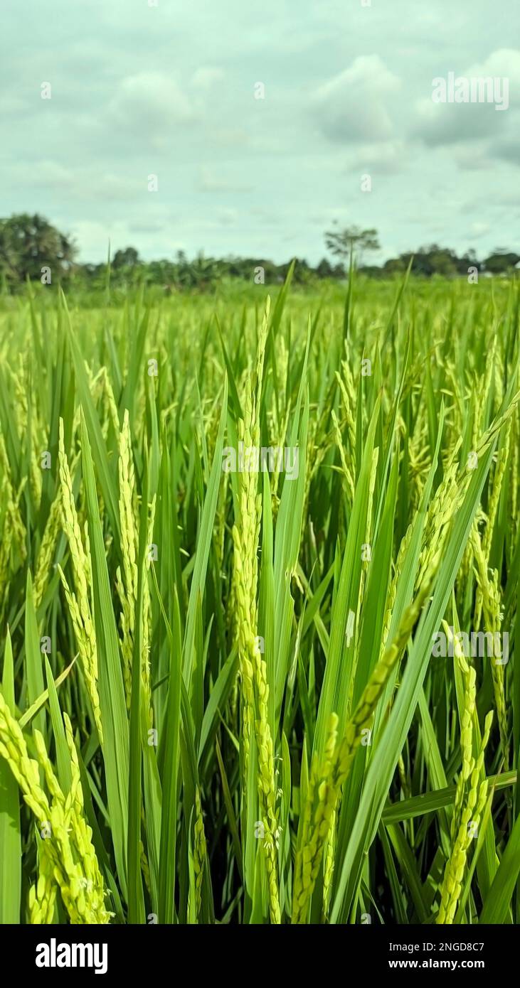 Beautiful rice fields growing up in countryside Stock Photo - Alamy