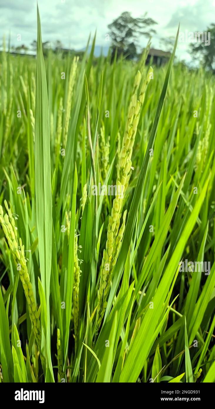 Beautiful rice fields growing up in countryside Stock Photo - Alamy