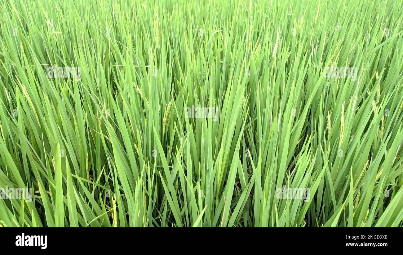 Beautiful rice fields growing up in countryside Stock Photo - Alamy