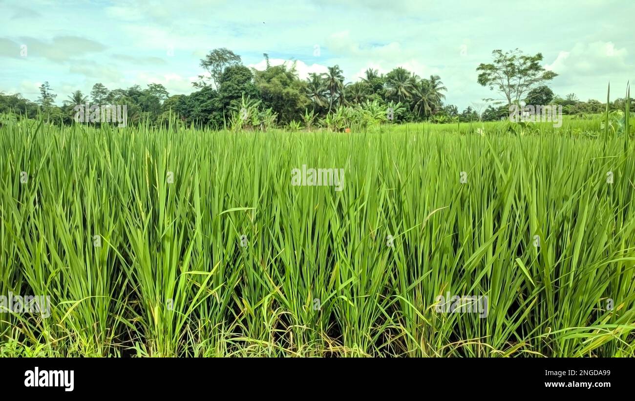 Beautiful rice fields growing up in countryside Stock Photo - Alamy