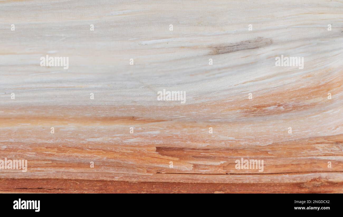 The Beauty of Natural Wood Grain: Split Willow Detail Stock Photo - Alamy