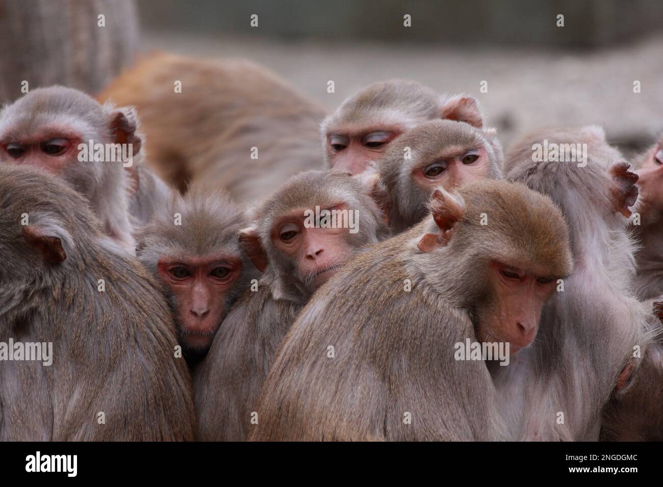 Group rhesus macaque macaca mulatta hi-res stock photography and images ...