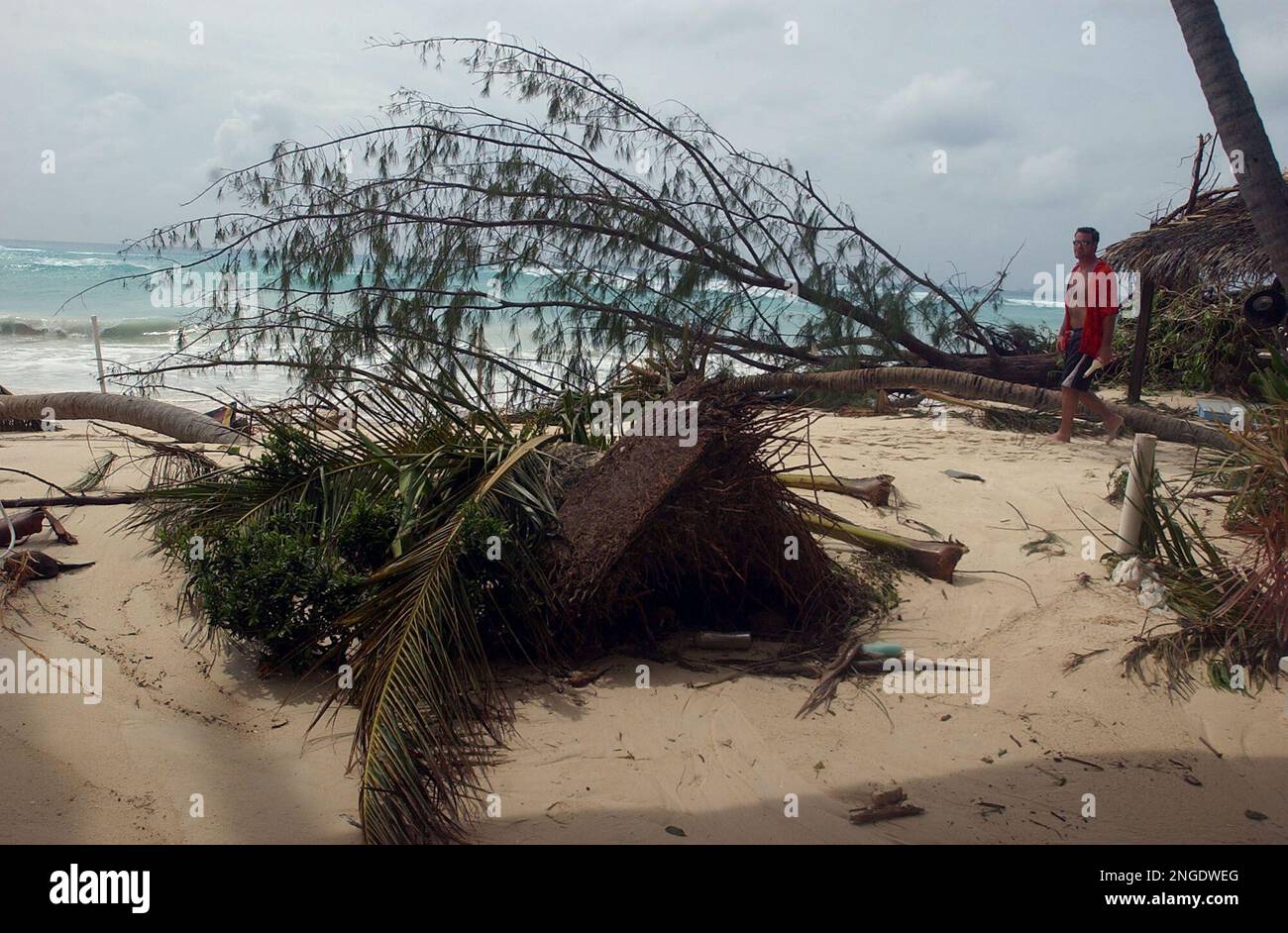A person walks past fallen palm trees on the Seven Miles beach in the ...