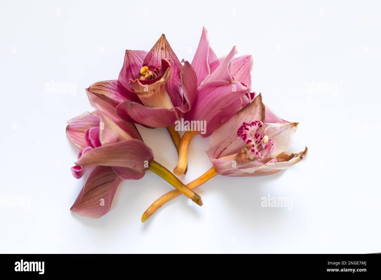 Petal of a withered flower hi-res stock photography and images - Alamy