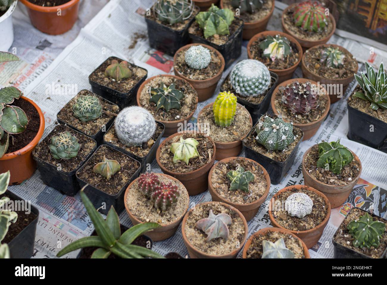 variety of cactus plants of different colors and shape being sold in ...