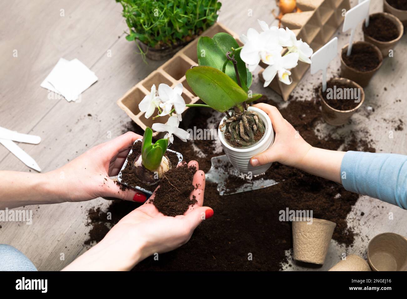 Mother and child planting seeds at home in fertile black earth. Putting ...