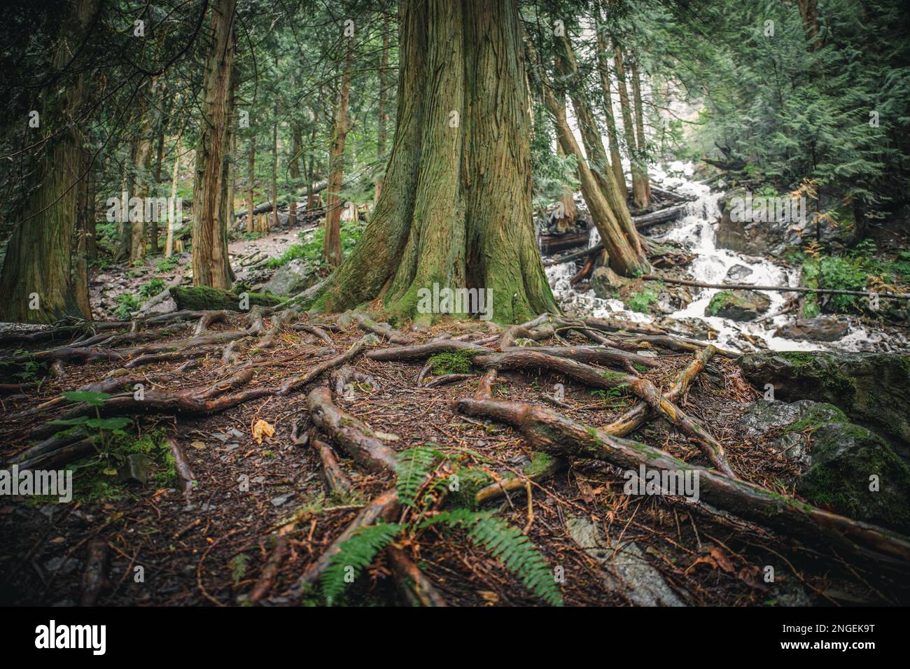 The trunk and root system of an old pine tree growing in a misty Rocky ...
