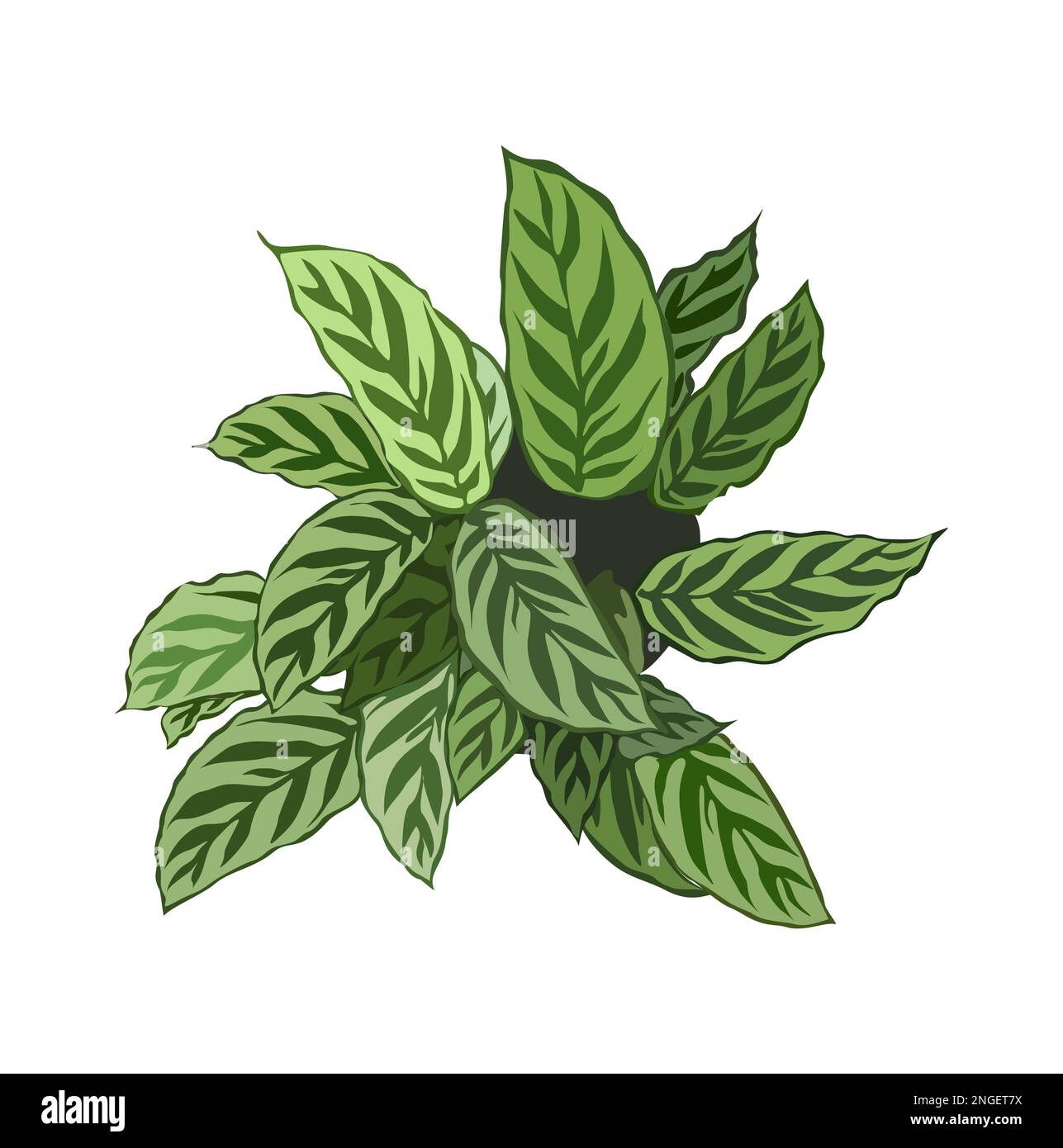 Calathea plant Stock Vector Images - Alamy