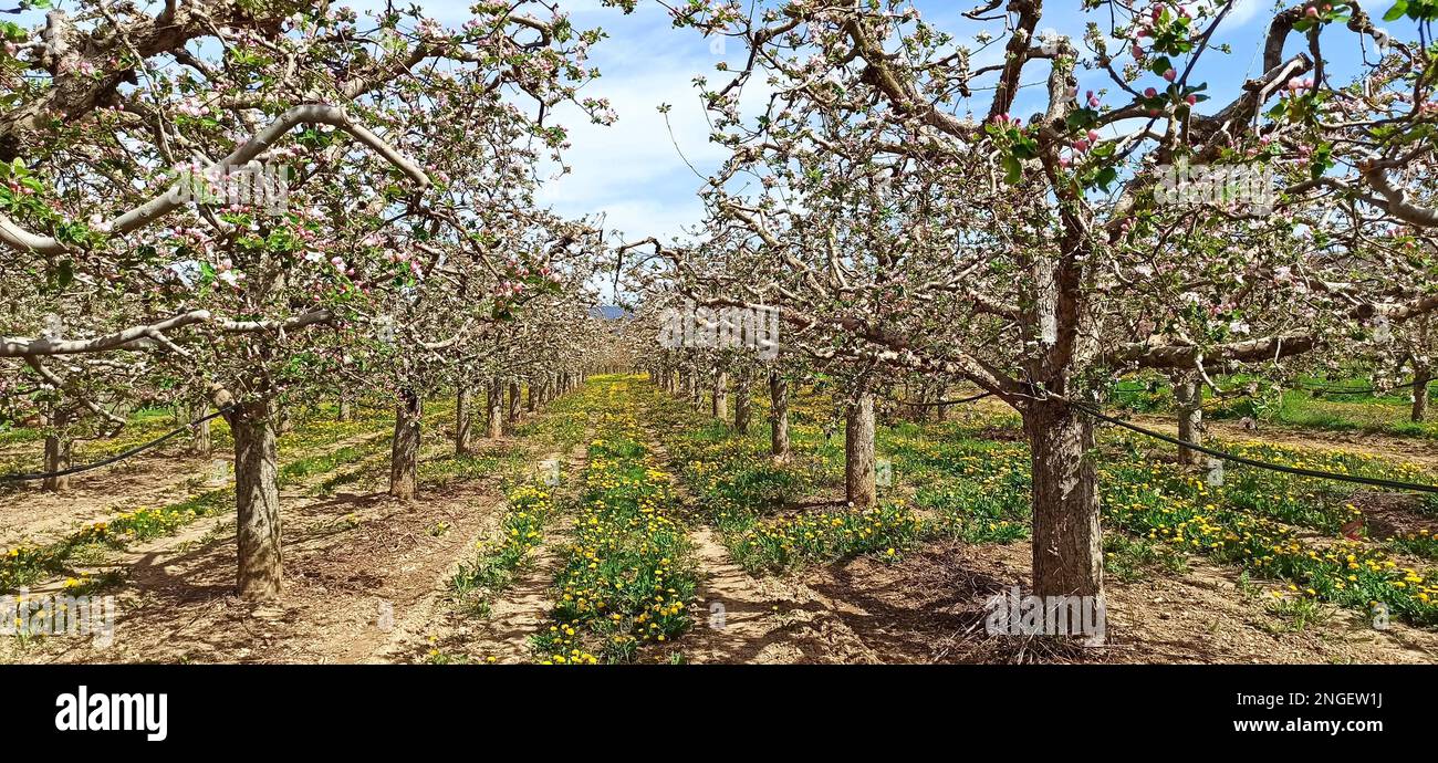 Orchard theme hi-res stock photography and images - Alamy