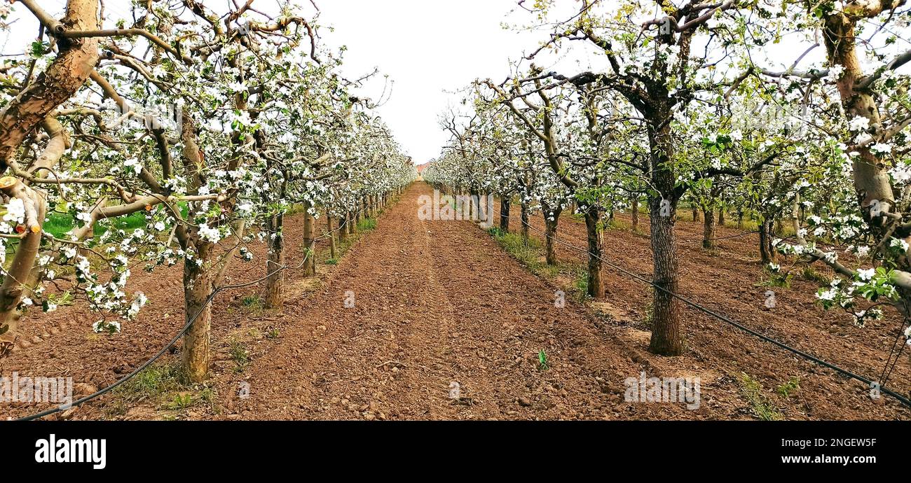 blossoming trees in an apple orchard, spring theme Stock Photo - Alamy