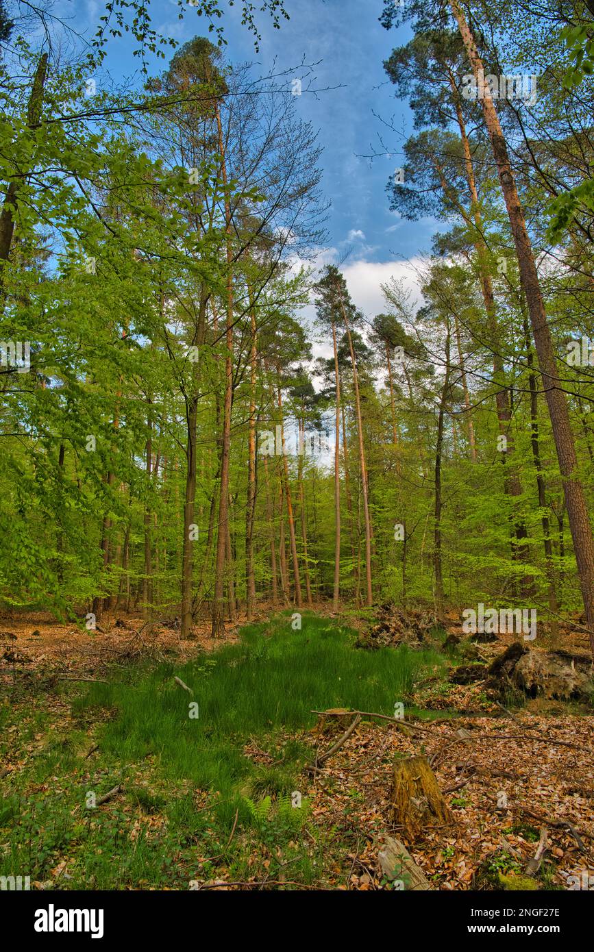 Pine forest with green lush grass in spring, Germany, Hessen Stock ...