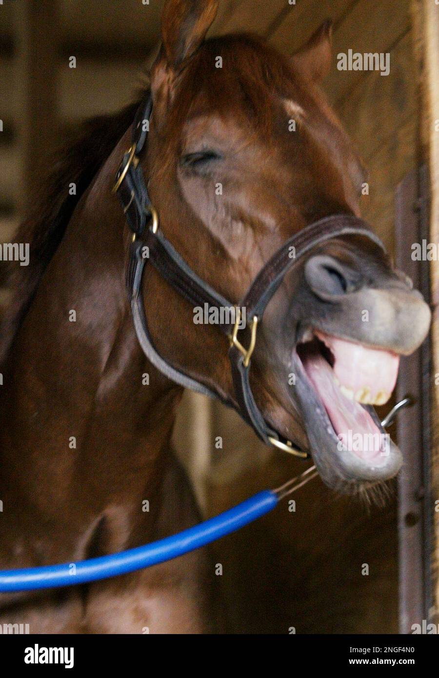 ** FILE ** Kentucky Derby Champion Smarty Jones whinnies in his stall ...