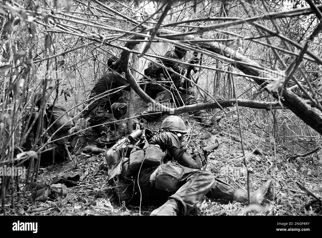 U.S. infantrymen crawl forward in almost impenetrable jungle containing ...