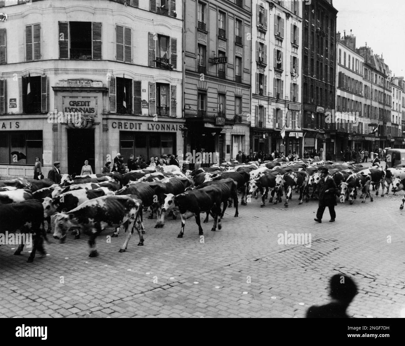 A herd of cattle is driven along a Paris streen on route to a slaughter ...