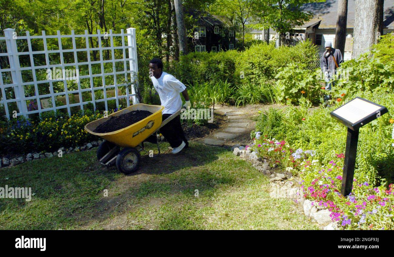 Rodney Pullen of Jackson, Miss., hauls a wheelbarrow of mulch through ...
