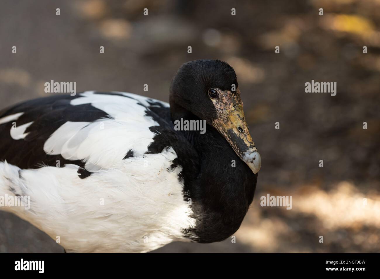 A female australian native wetlands waterbord the magpie goose ...