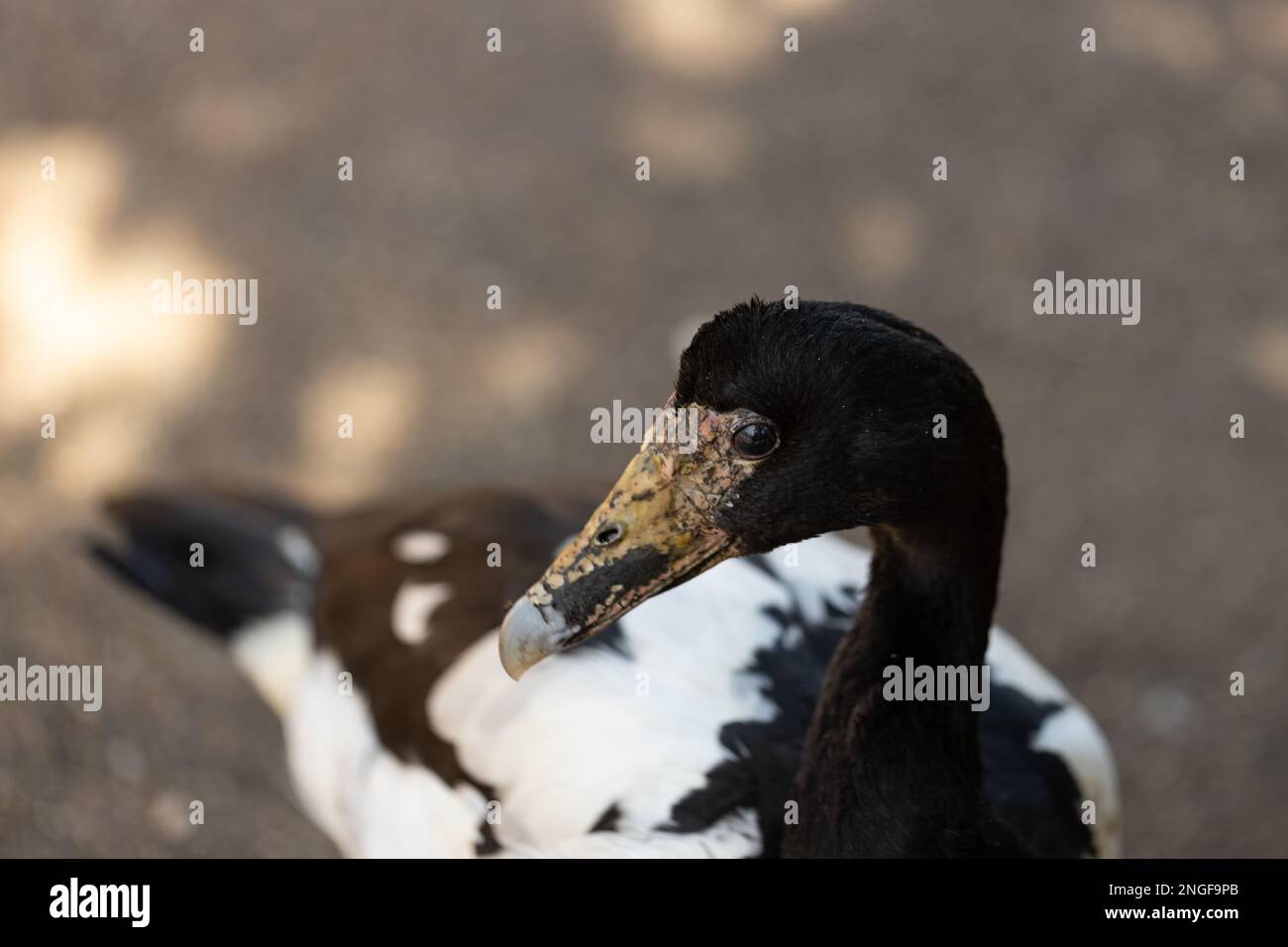 A female australian native wetlands waterbord the magpie goose ...