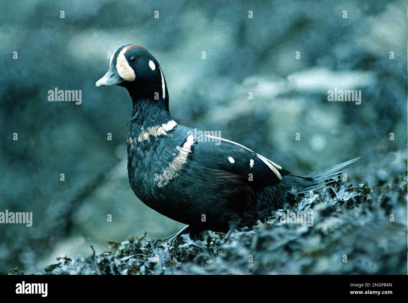 An oil-covered bird stands in oil-soaked kelp on Knight Island, Alaska ...