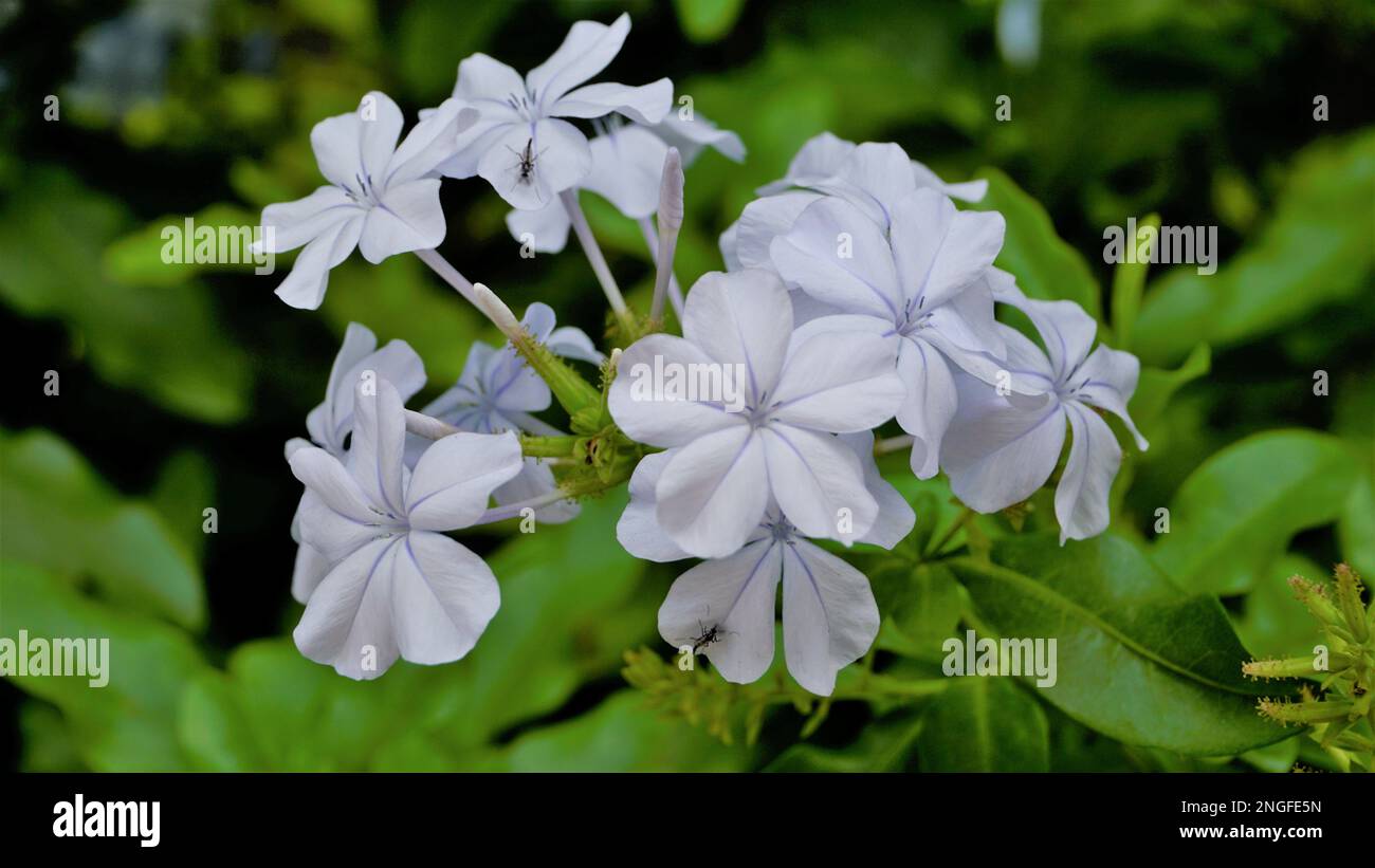 Landscape mode of Beautiful flowers of Plumbago auriculata also known ...