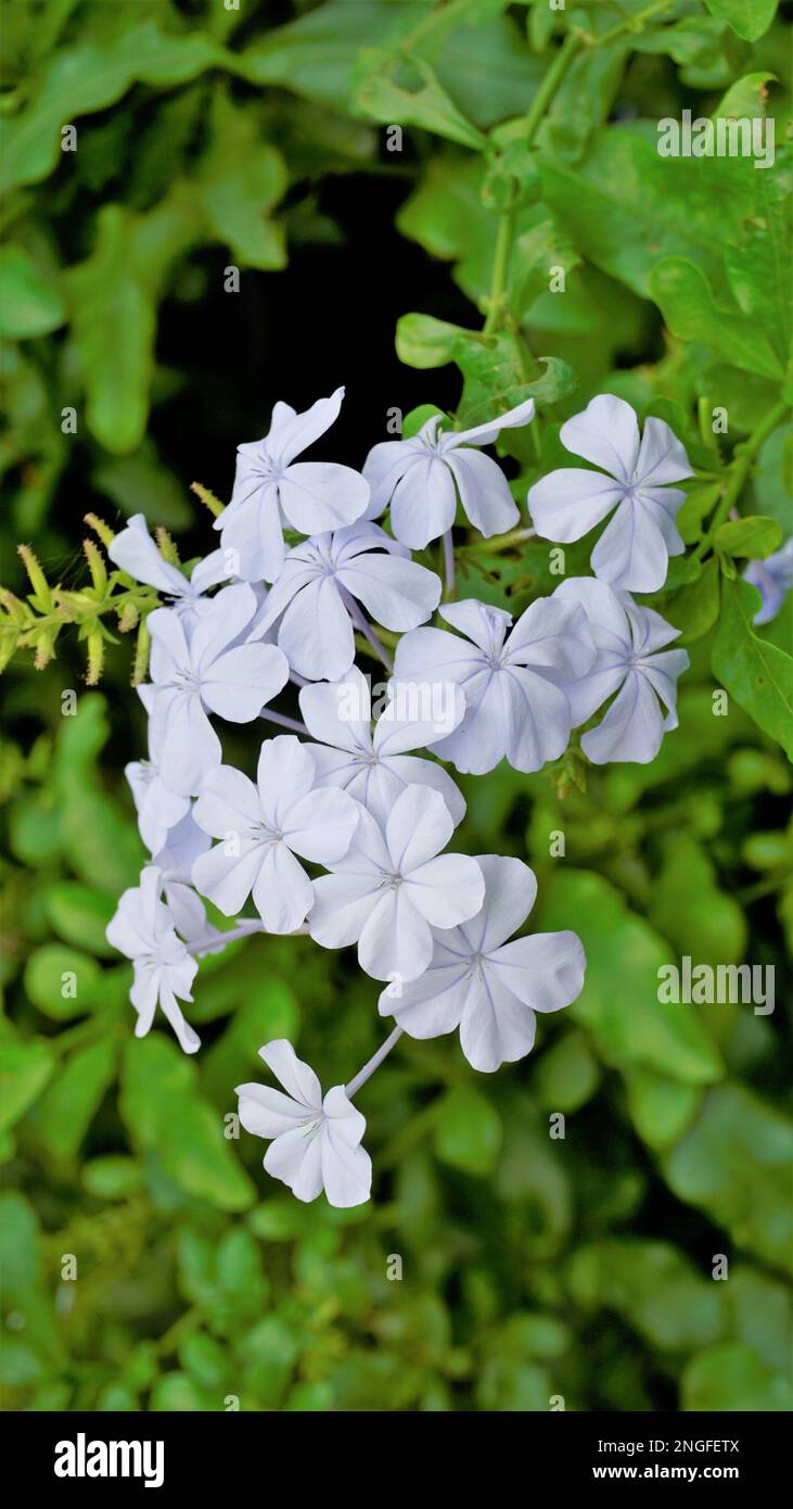 Portrait mode of Beautiful flowers of Plumbago auriculata also known as ...