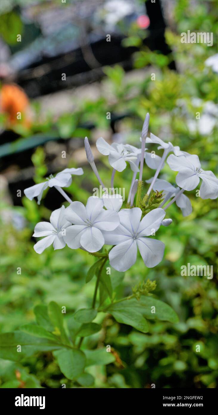 Portrait mode of Beautiful flowers of Plumbago auriculata also known as ...