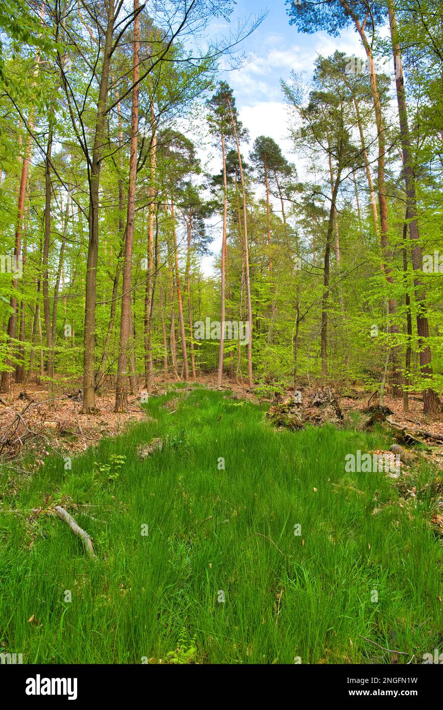 Pine forest with green lush grass in spring, Germany, Hessen Stock ...