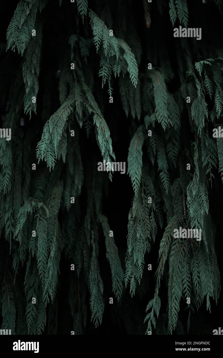 green pine tree background Stock Photo - Alamy