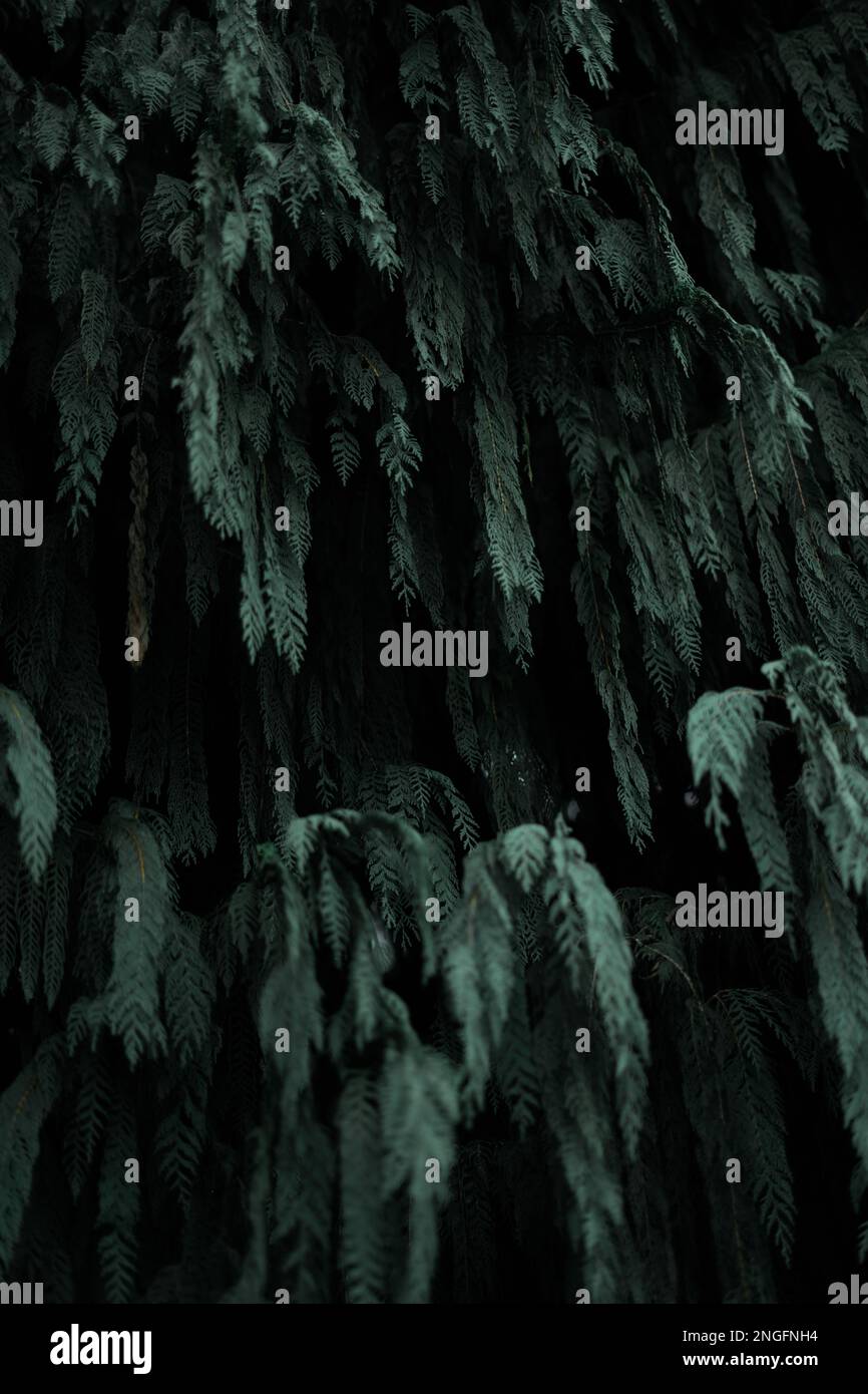 green pine tree background Stock Photo - Alamy