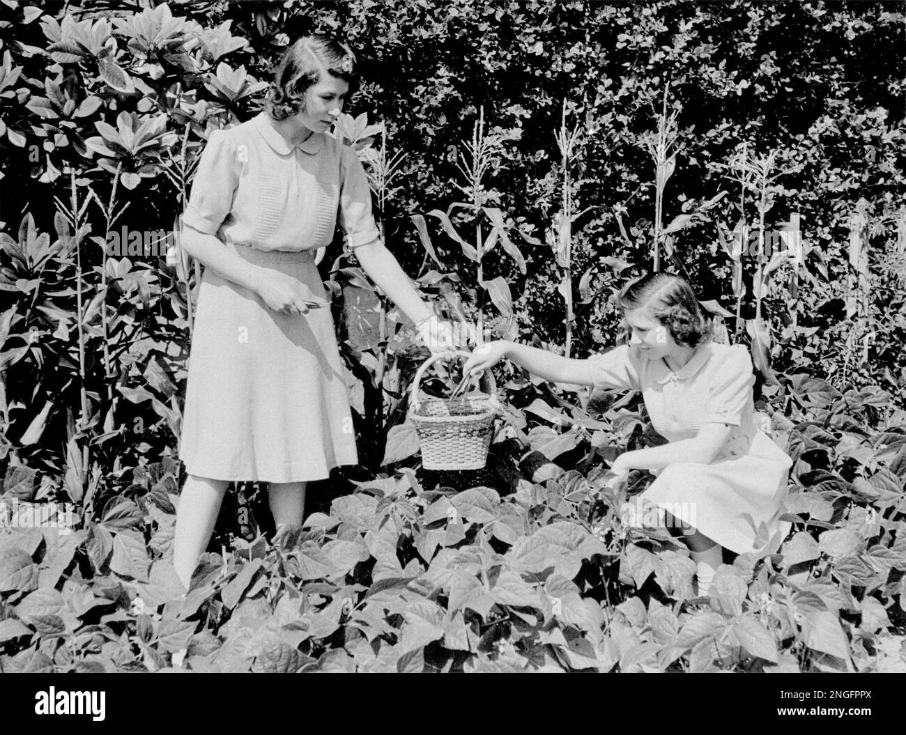 Princess Elizabeth, left, and Princess Margaret pick dwarf beans from ...