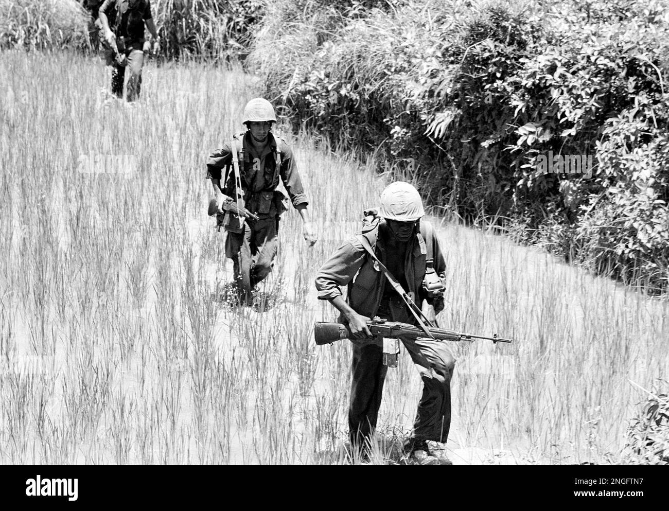 U.S. Marines move through a rice paddy field as they search for Viet ...