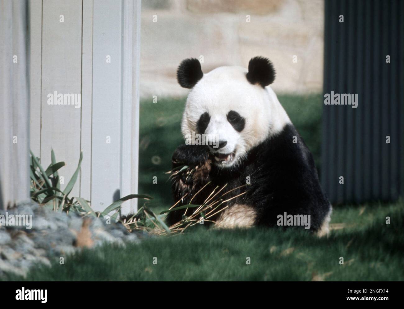 One of two giant panda bears, Ling Ling and Hsing Hsing, presented as a ...