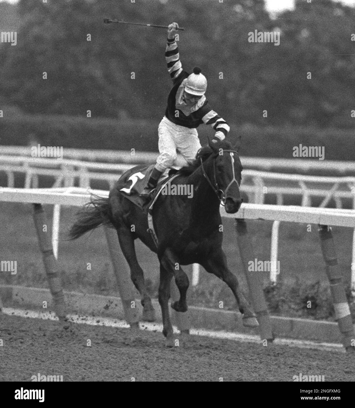 Jockey Jean Cruguet, aboard Seattle Slew, wins the 1977 Belmont Stakes ...