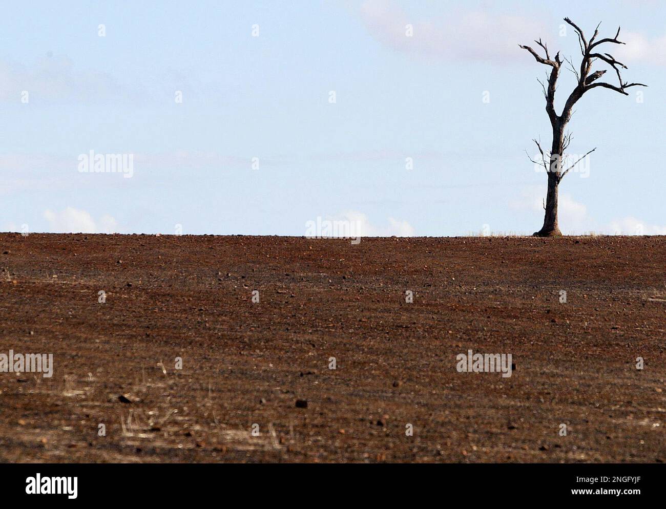 A single dead tree stands on a barren and empty field of the Davidson ...