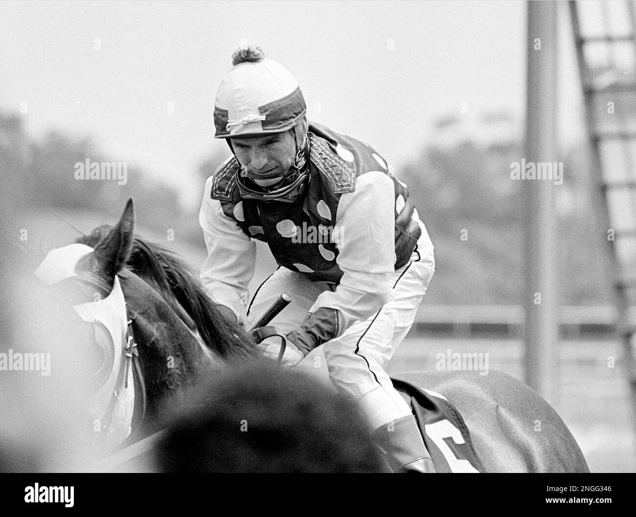 Bill "Willie"Shoemaker guides his mount War Allied to victory circle ...