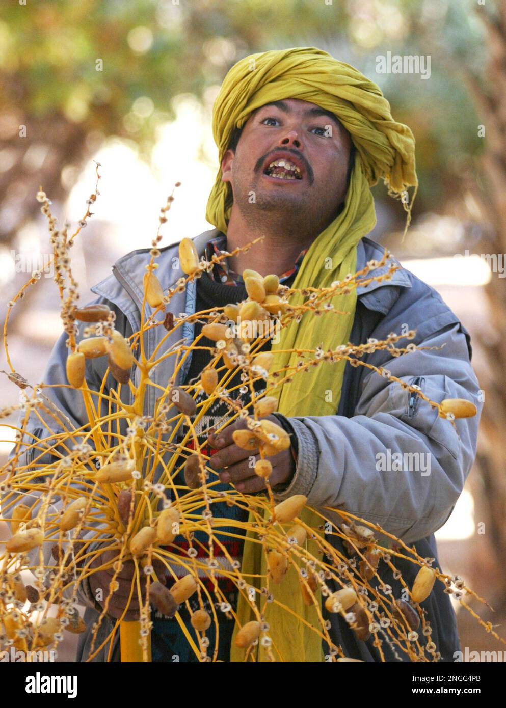 A farmer collects his dates in Mansoura palm grove, southern Algeria ...
