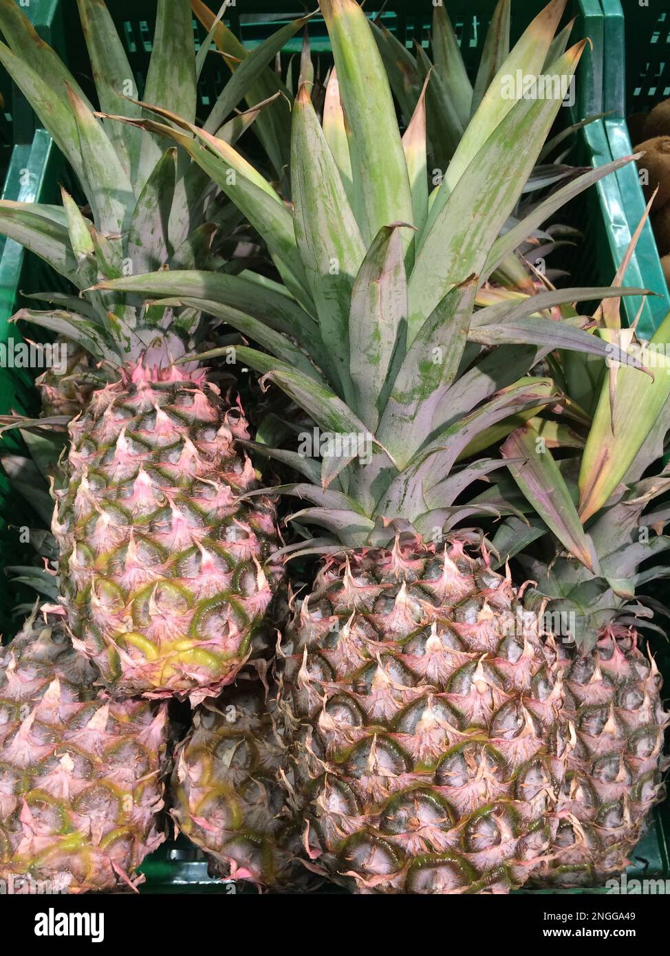 Pineapples unique colors hi-res stock photography and images - Alamy