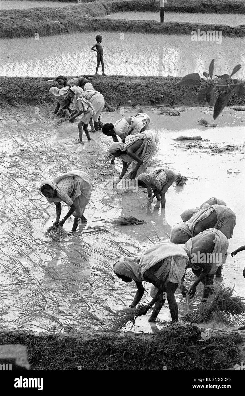 Women and children use centuries-old farming practices as they move ...