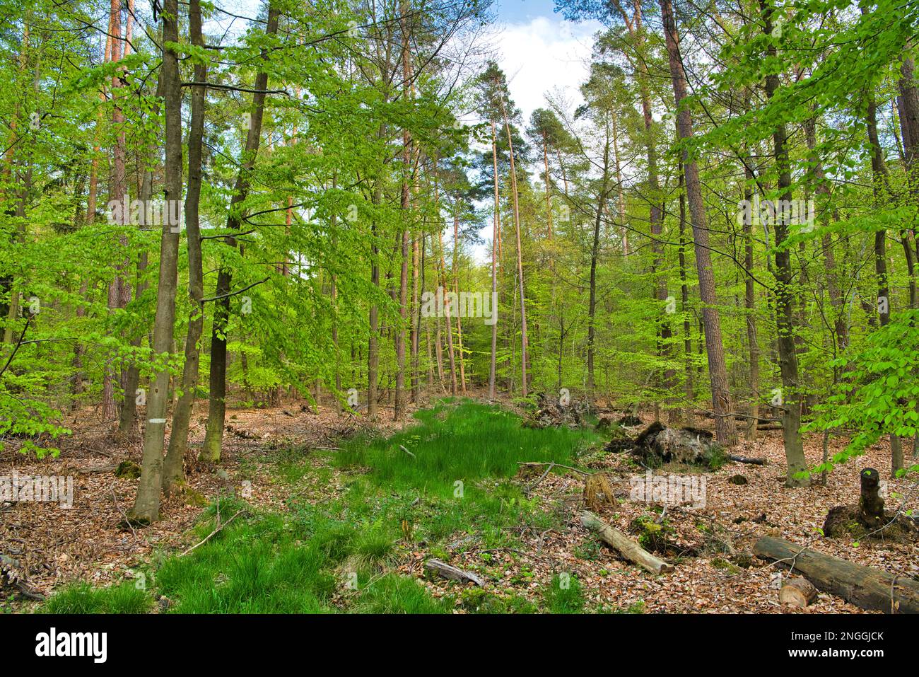 Pine forest with green lush grass in spring, Germany, Hessen Stock ...