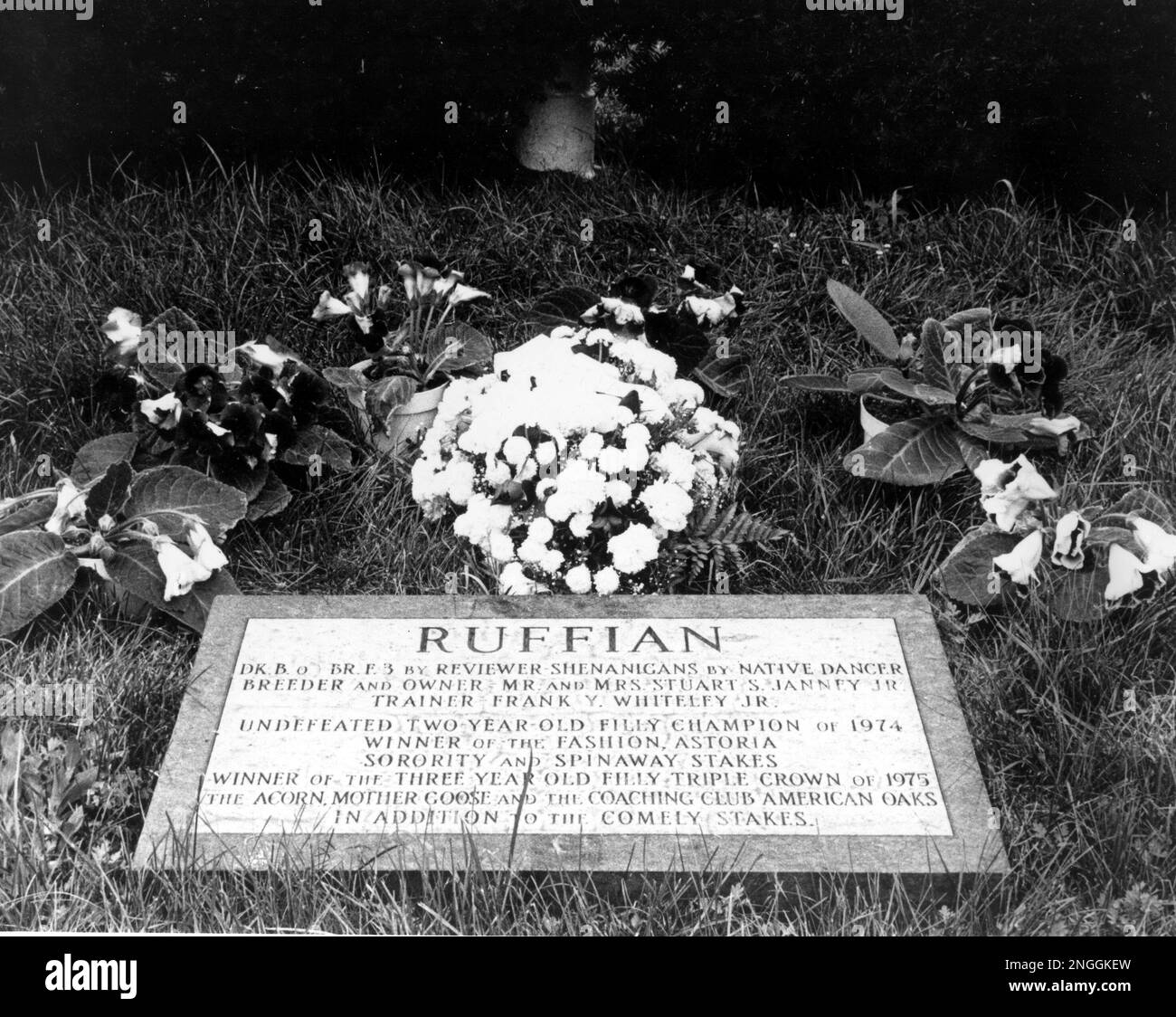 Flowers are placed on the gravesite of race horse Ruffian, buried at ...