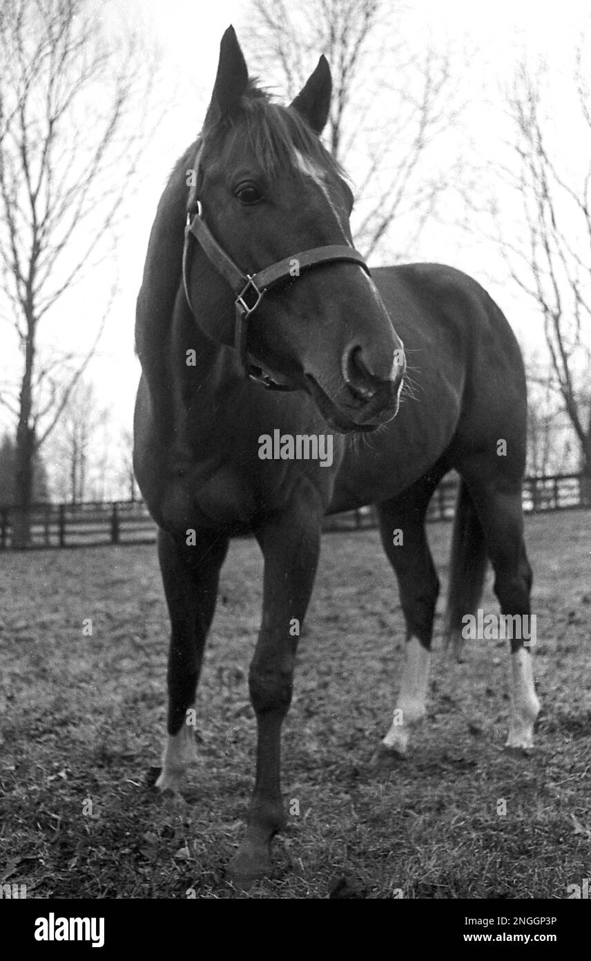 Secretariat is shown at Claiborne Farms, where he is retired to stud ...