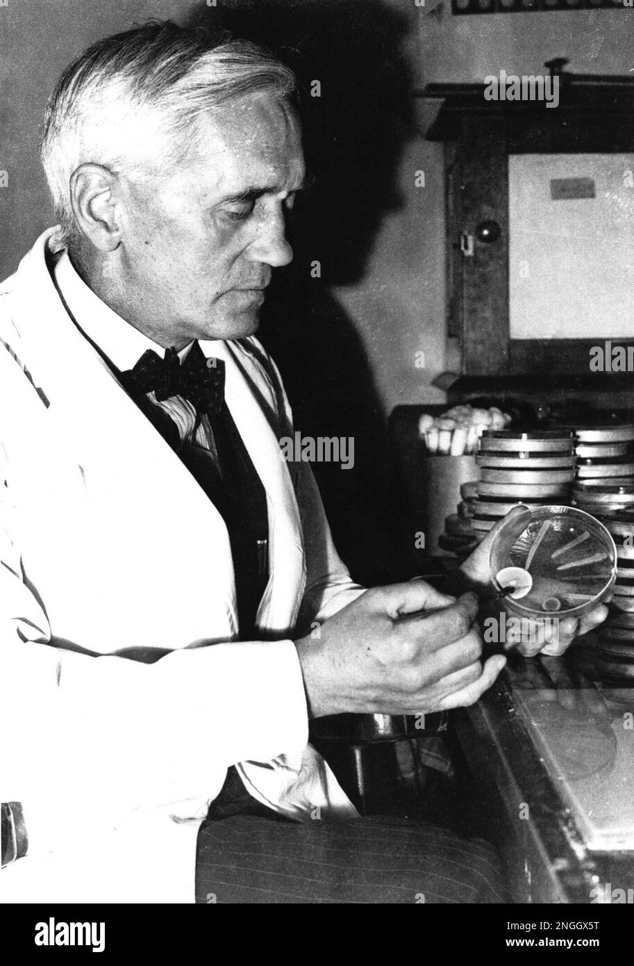 Alexander Fleming, at work with a Penicillin mold in his London ...