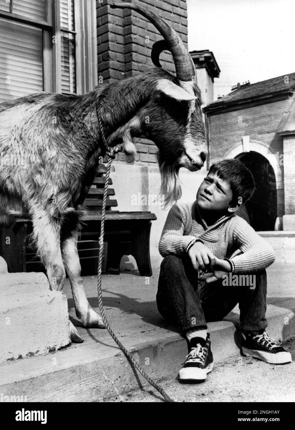 Child actor Ron Howard, in character as Opie, looks at a goat during a ...