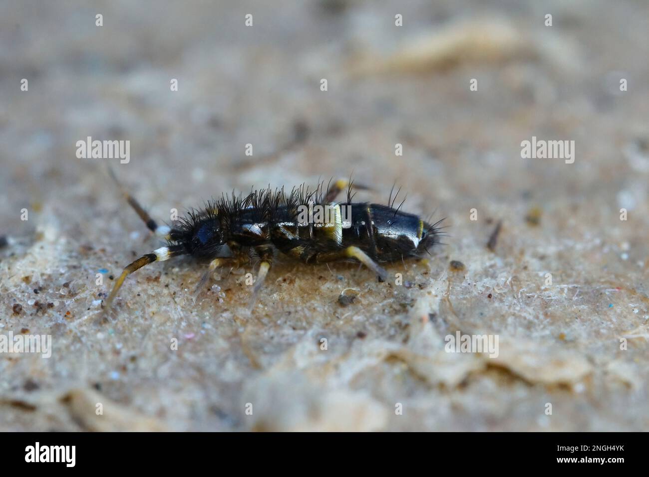 Colorful springtail hi-res stock photography and images - Alamy