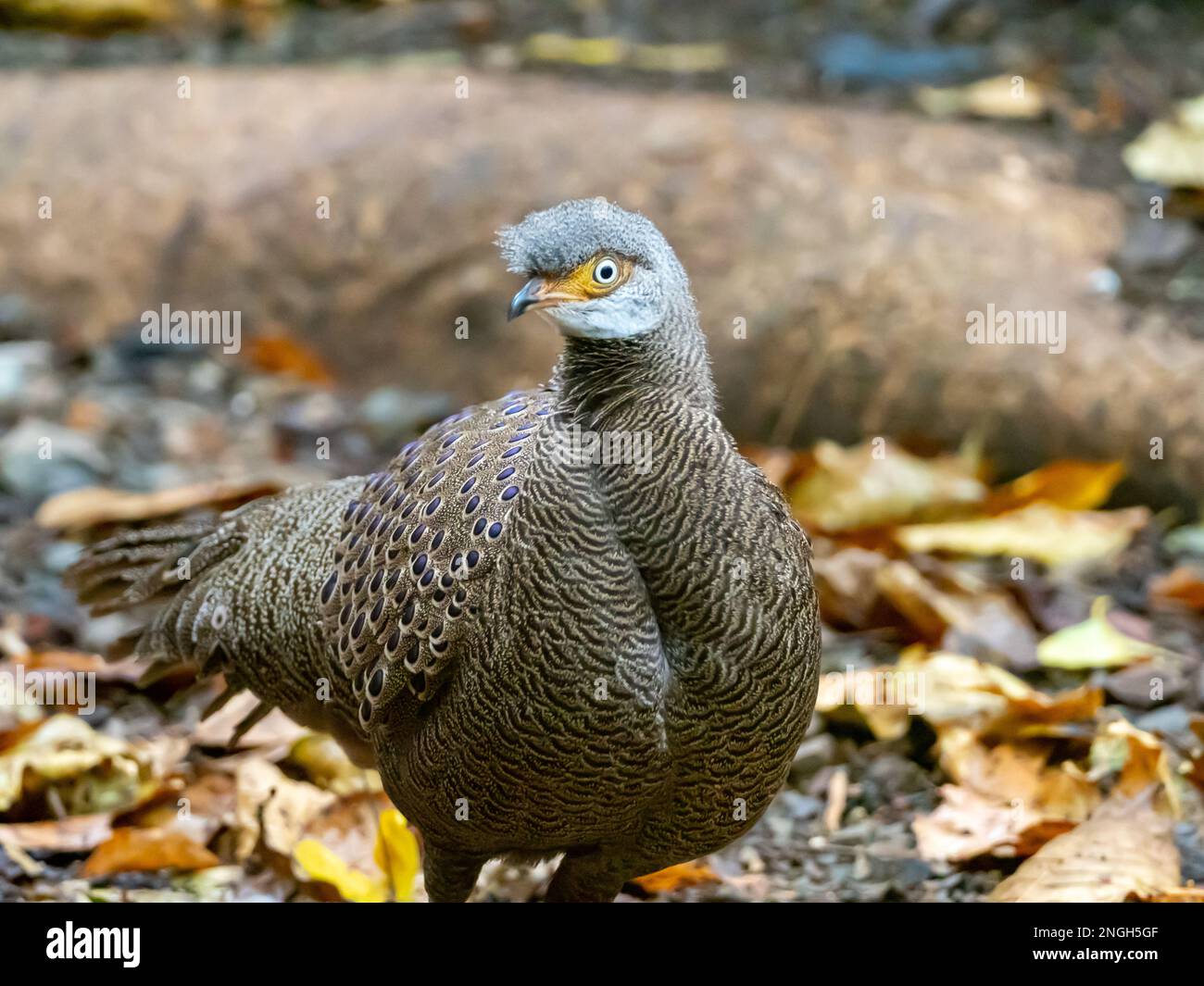 A male gray peacock pheasant, Polyplectron bicalcaratum, displaying at ...