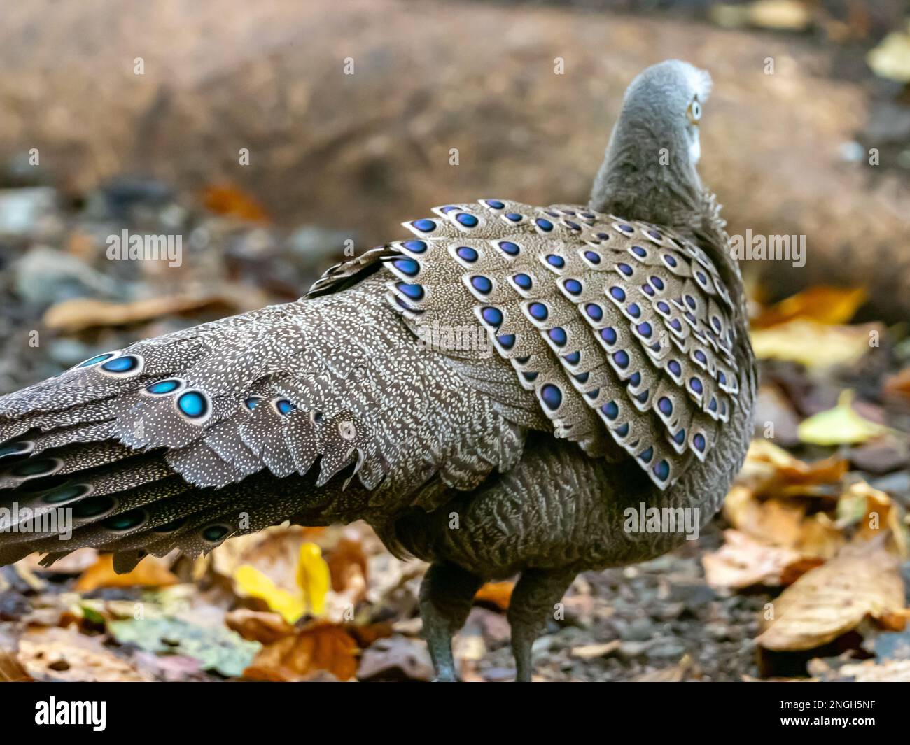 A Male Gray Peacock Pheasant Polyplectron Bicalcaratum Displaying At
