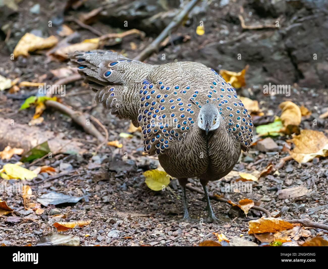 A male gray peacock pheasant, Polyplectron bicalcaratum, displaying at a feeding site in ...