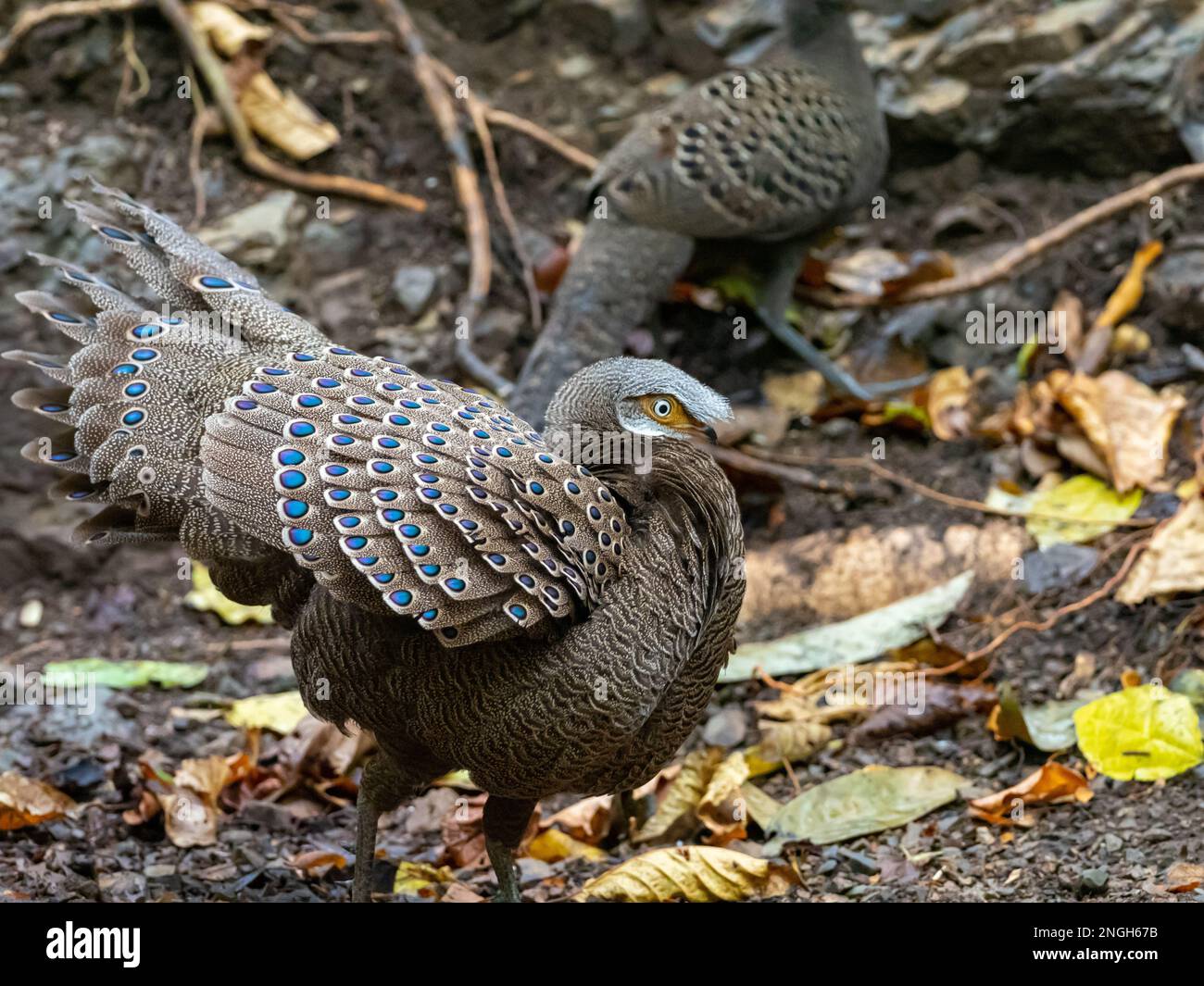 A male gray peacock pheasant, Polyplectron bicalcaratum, displaying at a feeding site in ...