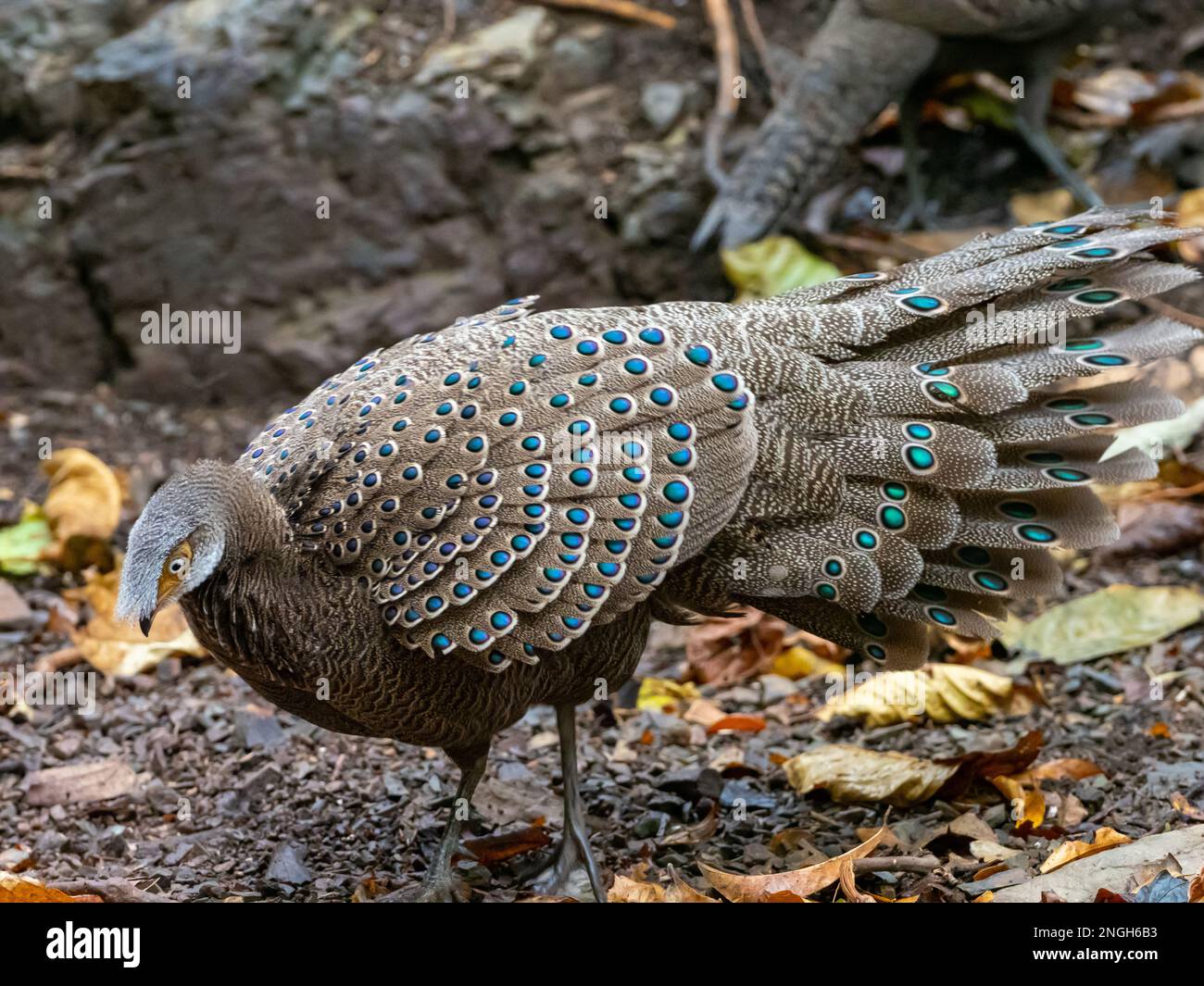 A male gray peacock pheasant, Polyplectron bicalcaratum, displaying at a feeding site in ...
